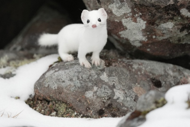 Admira la Adorable Comadreja Salvaje más Blanca del Mundo. - 1 Millon ...